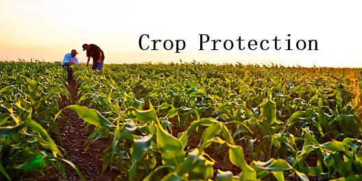 Crop Protection – MJU The Library